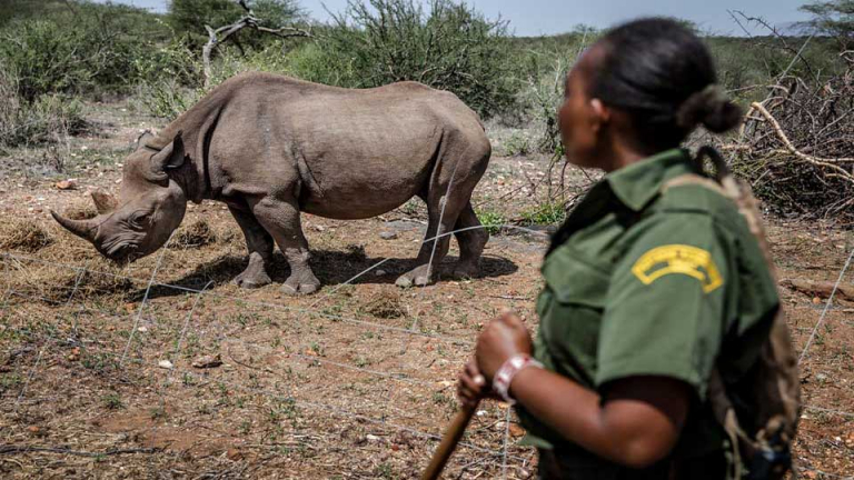 Le braconnage en baisse en Afrique et en Asie